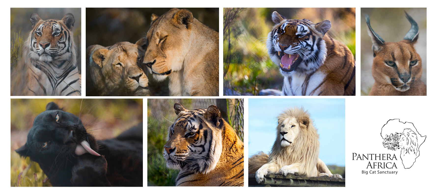 Panthera Collab - Afrogem Jewellers